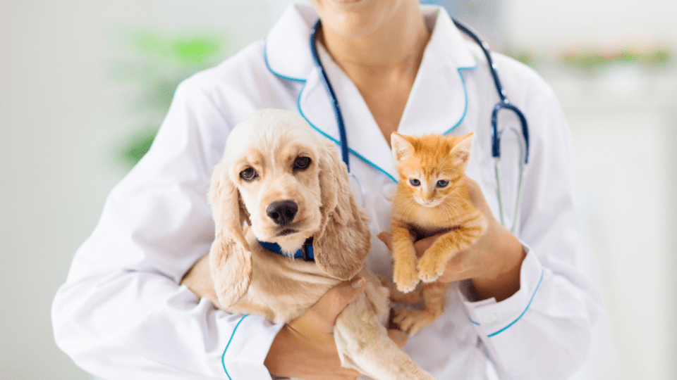 Free Veterinary Care For Low Income Pets In Florida - Low Income Relief