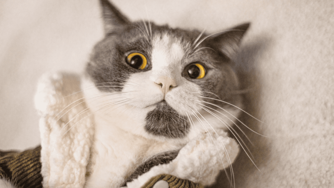 20 Affordable & Free Veterinary Care Options For Iowa Pets