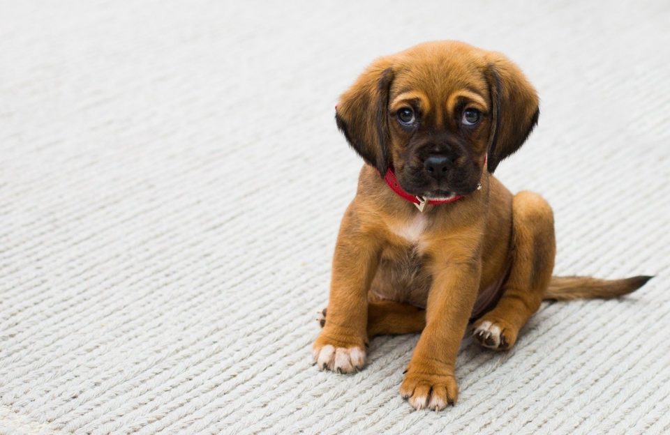 Missouri Pets: 10 Affordable Vet Care Resources - Low Income Relief
